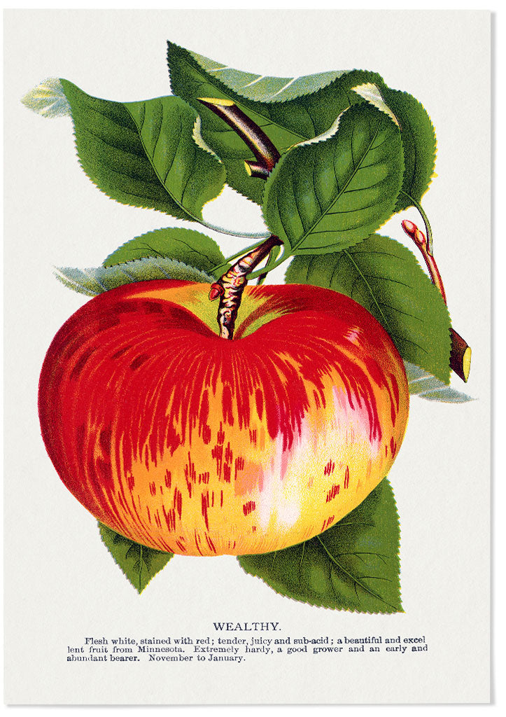 Apple Poster to Decorate Your Kitchen | Free Shipping – Posterist