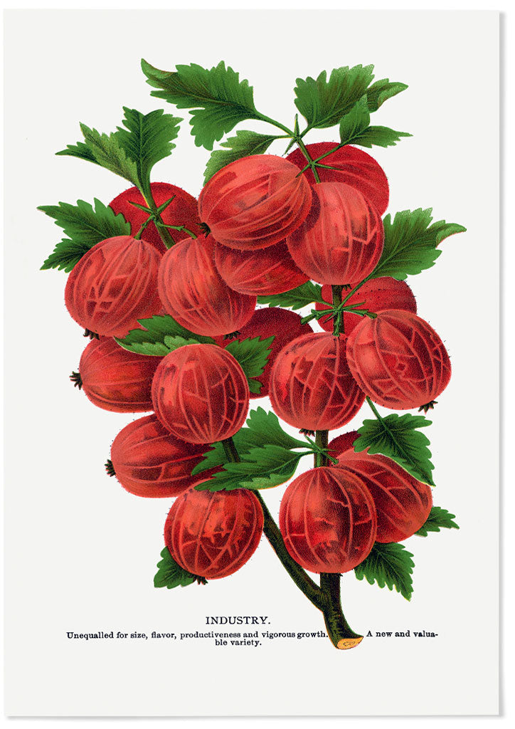 Gooseberry Poster to Decorate Your Kitchen Walls | Free Shipping ...