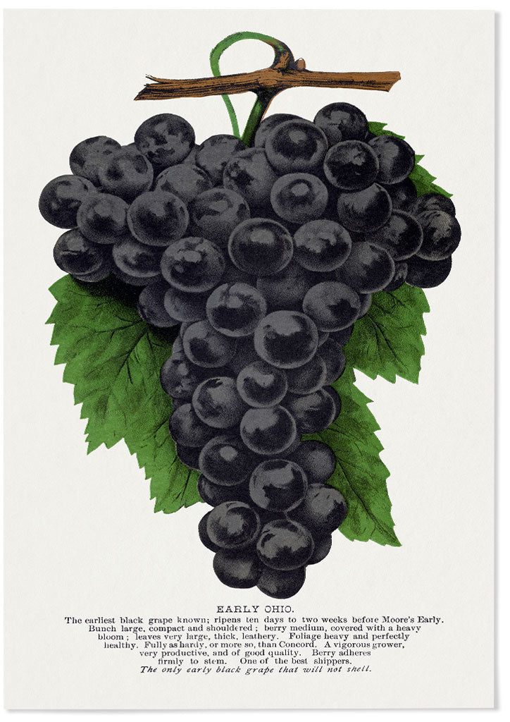 Ohio Grape Poster to Decorate Your Kitchen Walls | Free Shipping ...