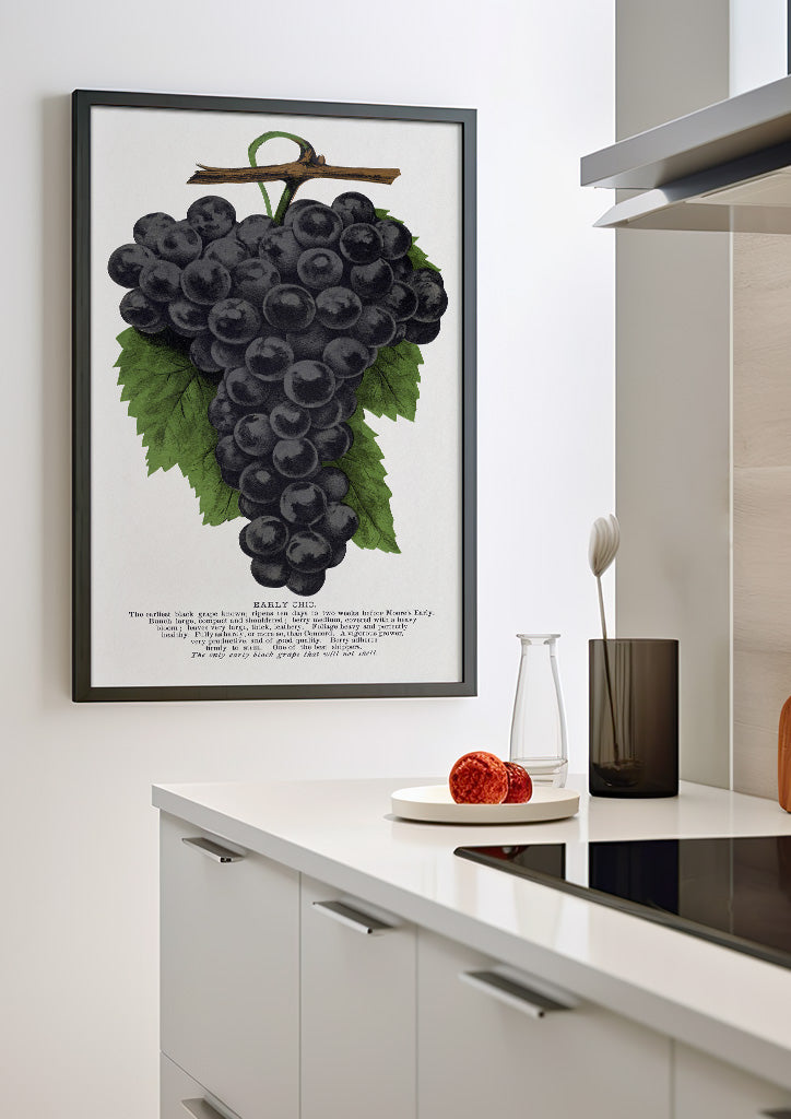 Ohio Grape Poster to Decorate Your Kitchen Walls | Free Shipping ...