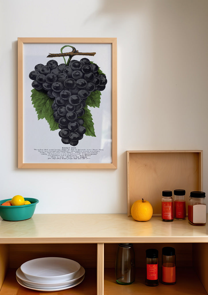 Ohio Grape Poster to Decorate Your Kitchen Walls | Free Shipping ...