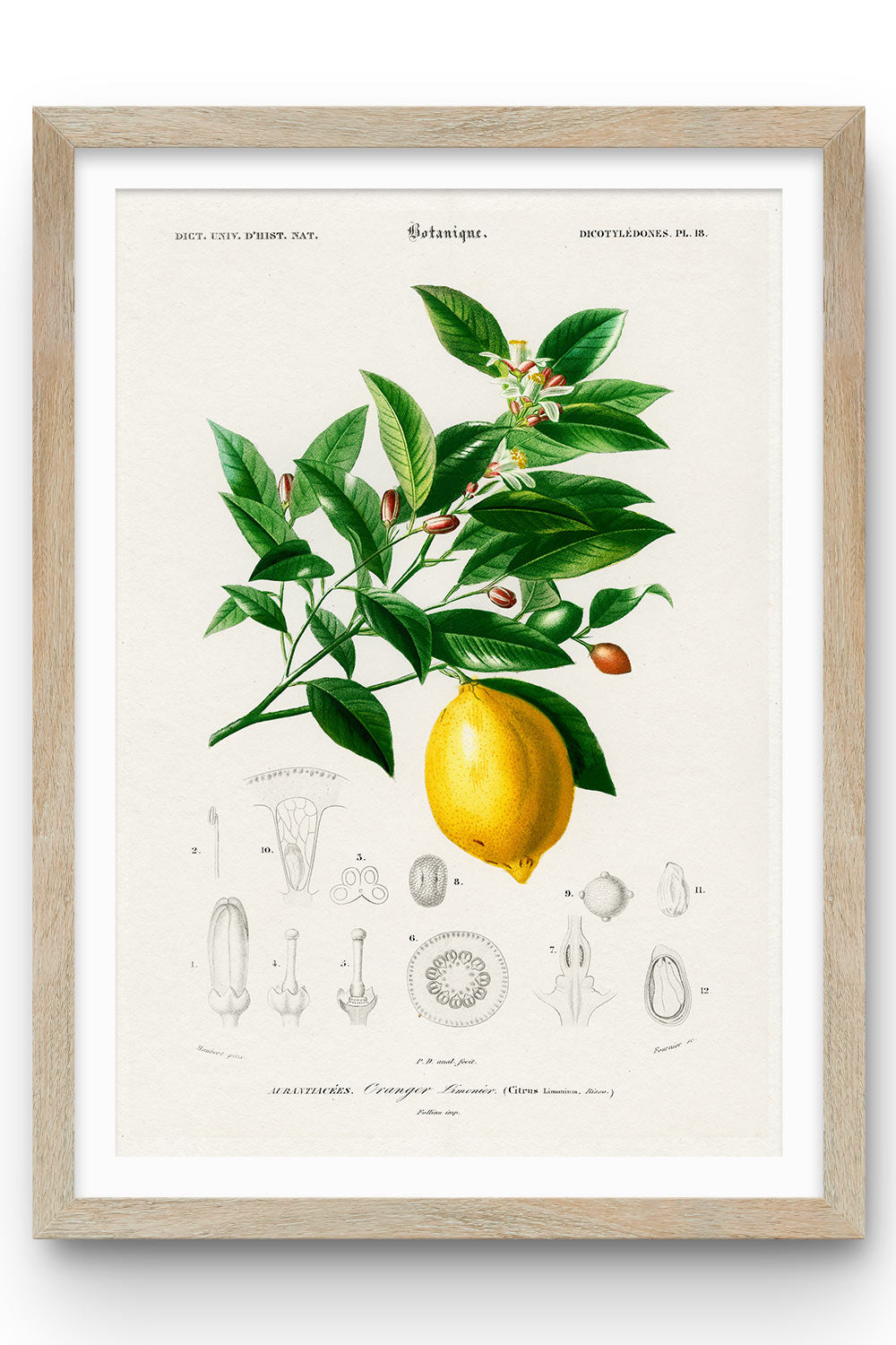Vintage Lemon Print to Decorate Your Kitchen – Posterist