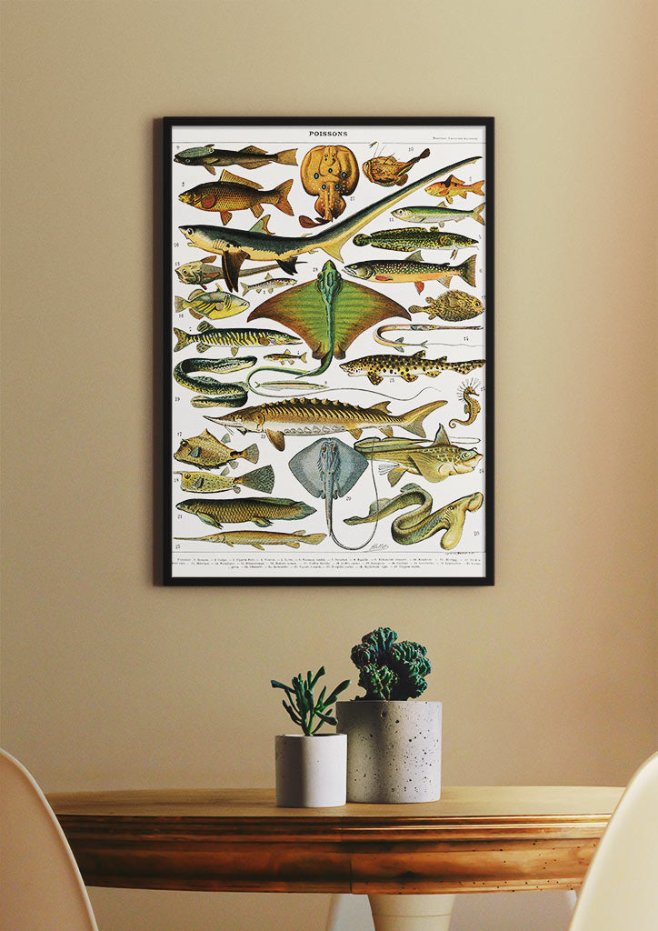 Adolphe Millot Posters & Prints | Vintage Educational Illustrations ...